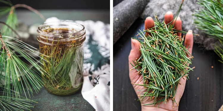 How to Make Pine Needle Oil at Home to Boost Immunity and Clear Your ...